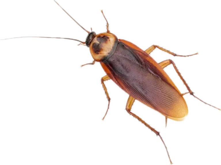 What Does A Water Bug Look Like? Water Bugs and Cockroaches