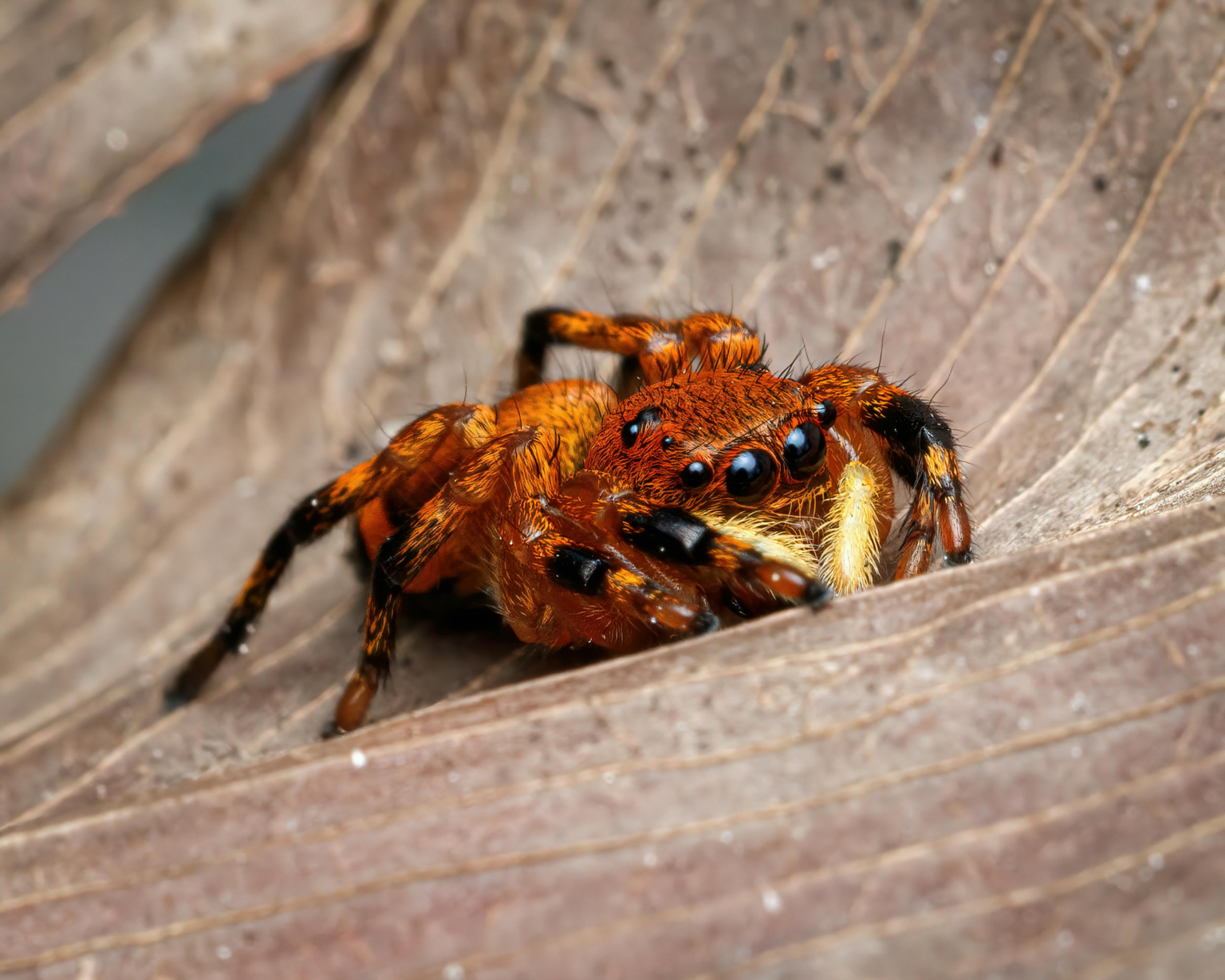 Are Jumping Spiders Poisonous? What Do They Look Like?