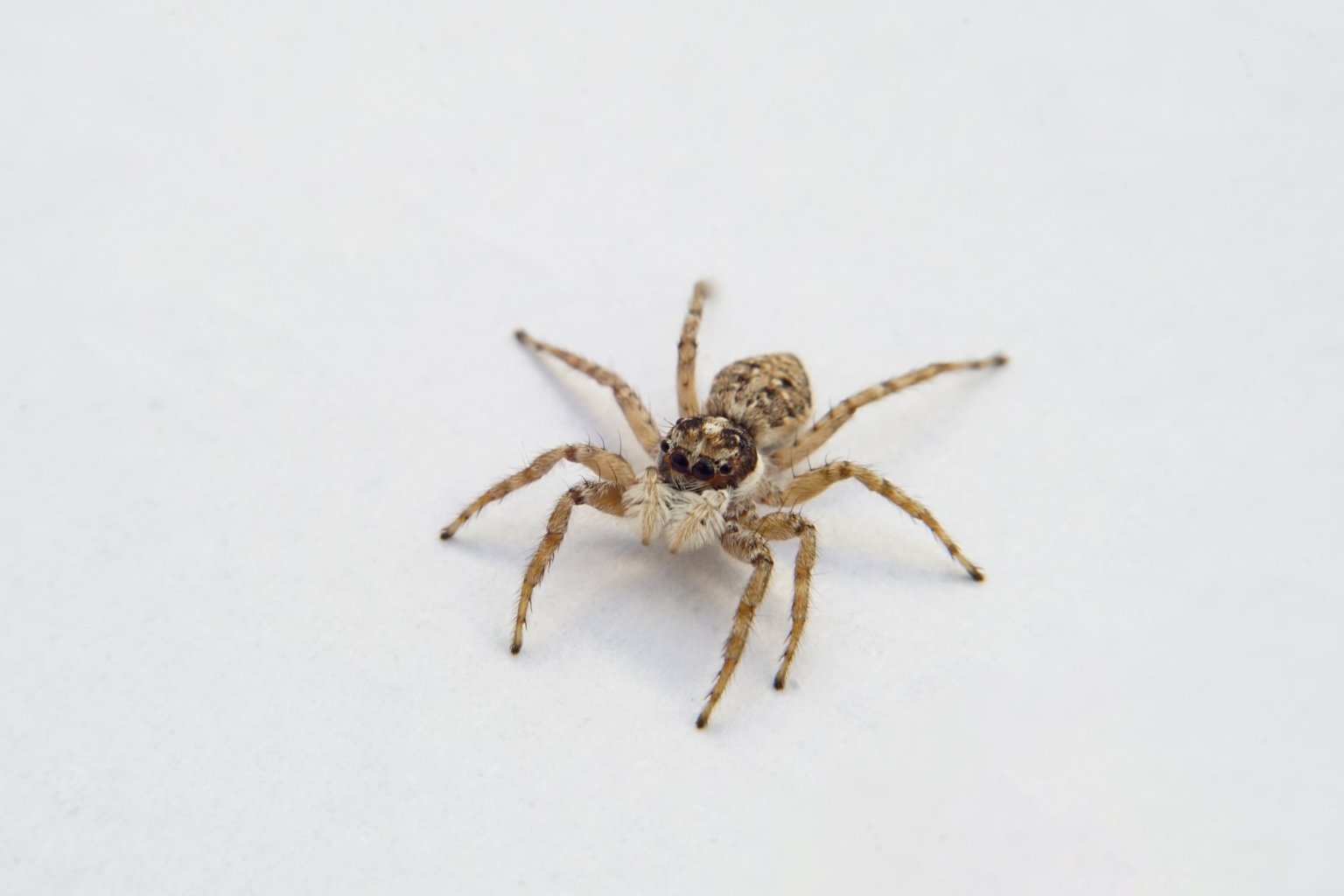 Are Jumping Spiders Poisonous? What Do They Look Like?
