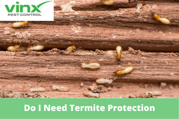 Do I Need Termite Protection - Vinx Pest Control