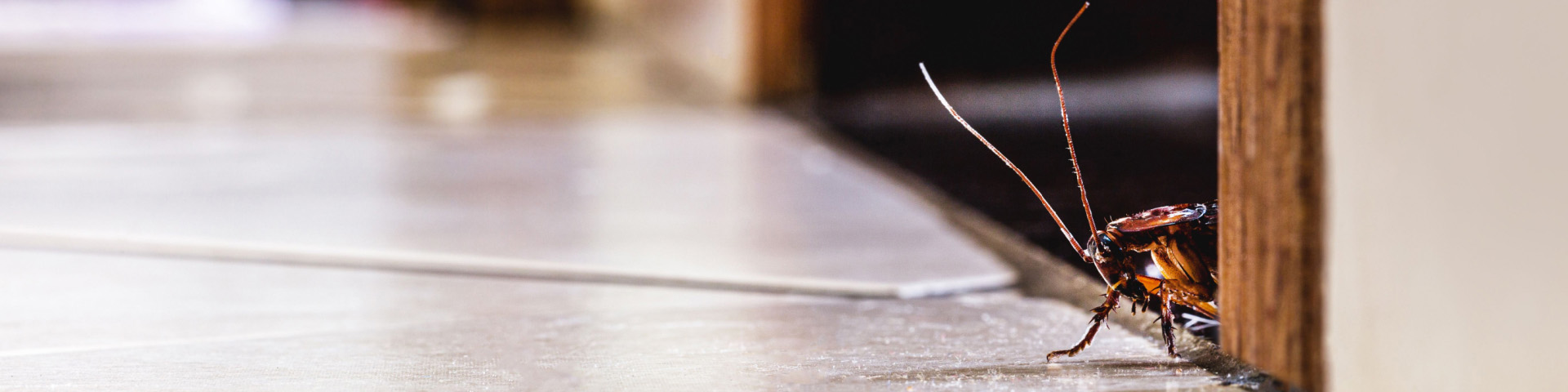 Cockroach Control In Texas, South Carolina and Virginia