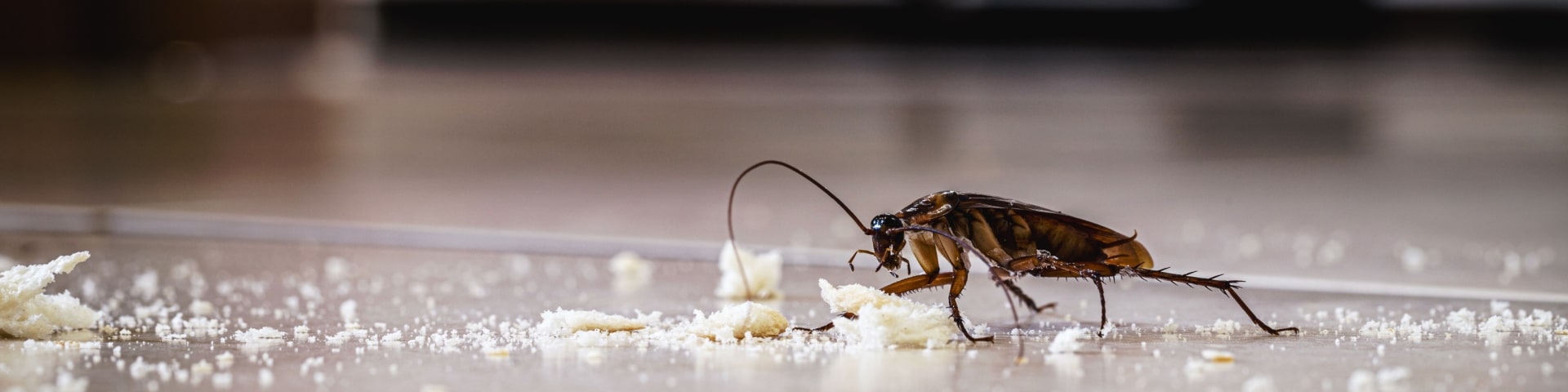 Cockroach Control In Charleston, SC | Local Roach Exterminator
