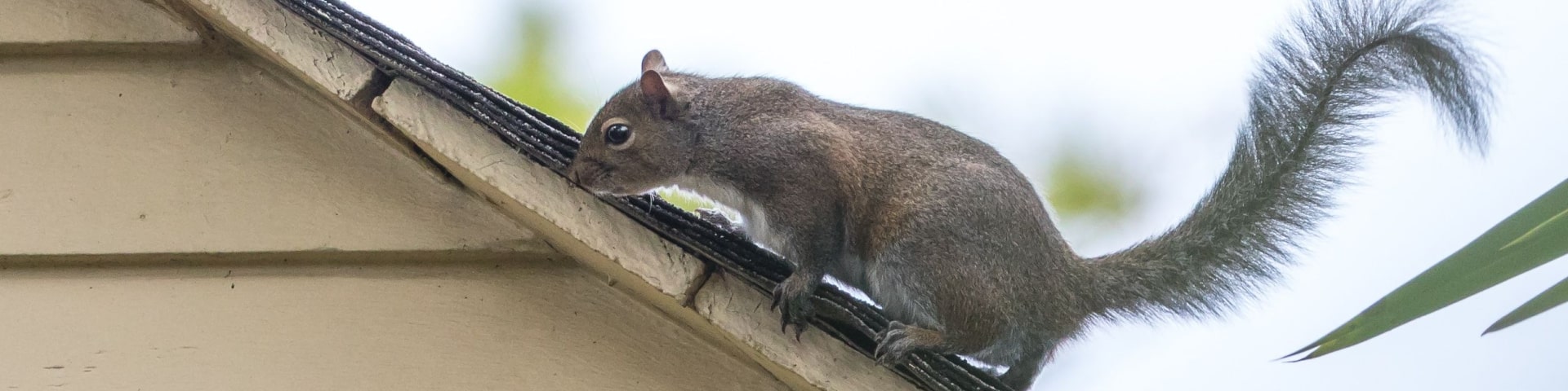 Squirrel Control In Texas, South Carolina and Virginia