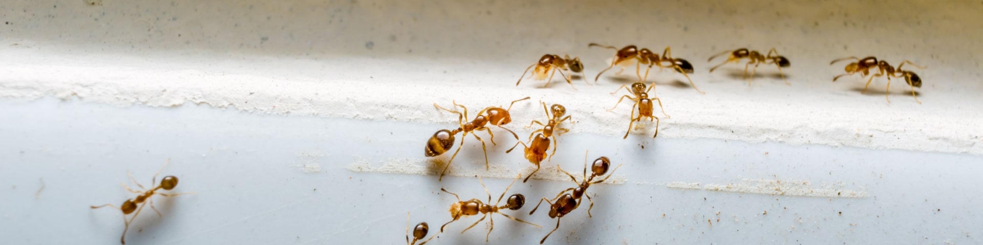 Ant Control In Forney, TX | Vinx Ant Exterminators