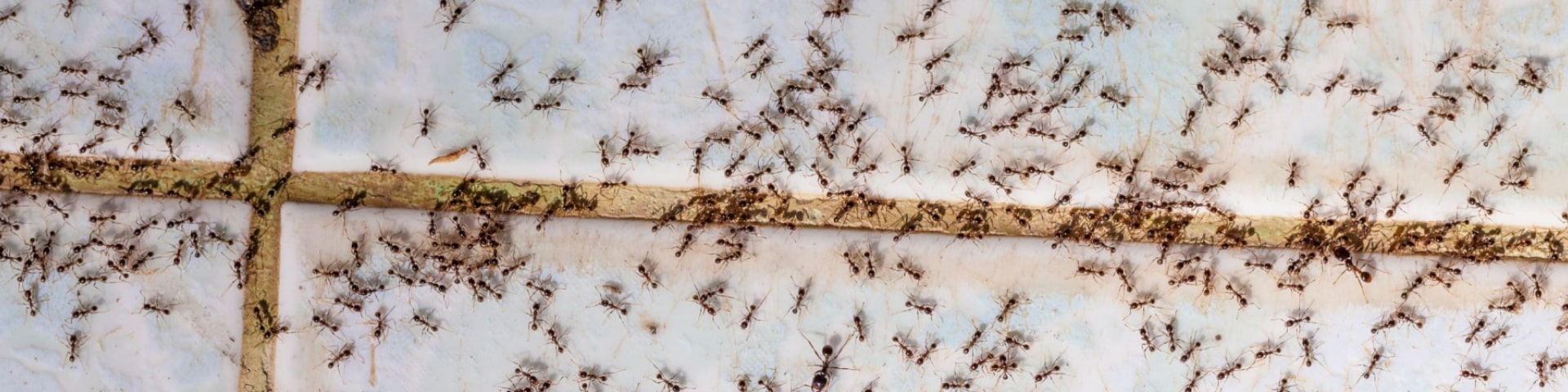 Ant Control In Irving, TX | Vinx Ant Exterminators