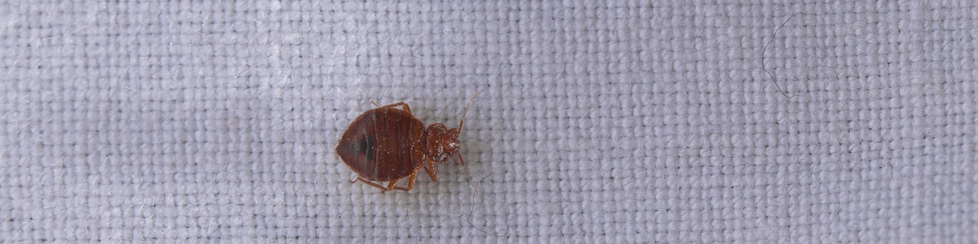 Bed Bug Control In Flower Mound, TX | Vinx Bed Bug Exterminators