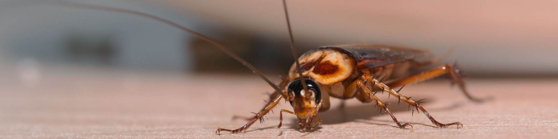 Cockroach Control In Heath, TX | Local Roach Exterminator