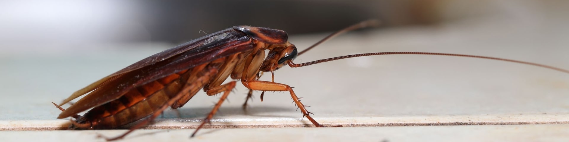 Cockroach Control In Fort Worth, TX | Local Roach Exterminator
