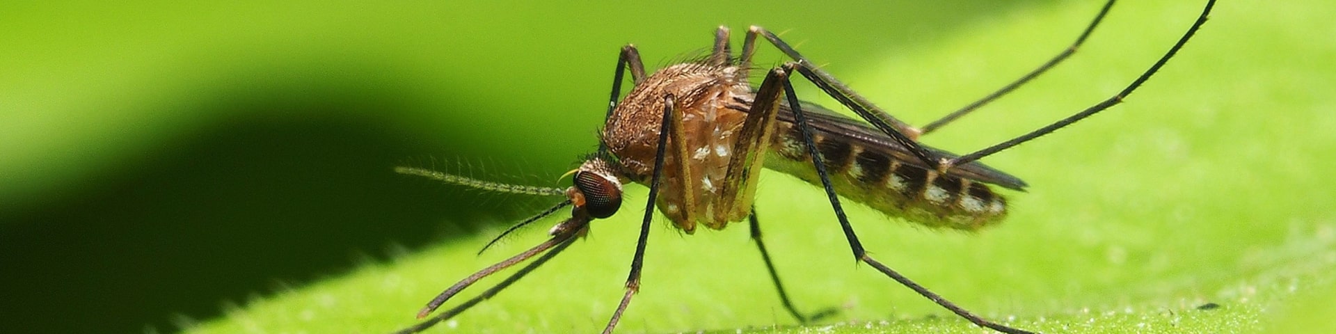 Mosquito Control In Emory,Texas | Vinx Mosquito Exterminator