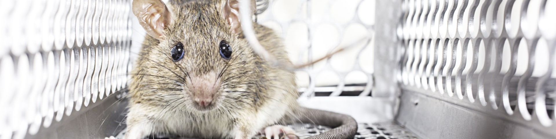 Rodent Control In The Colony Texas | Mouse & Rat Exterminator