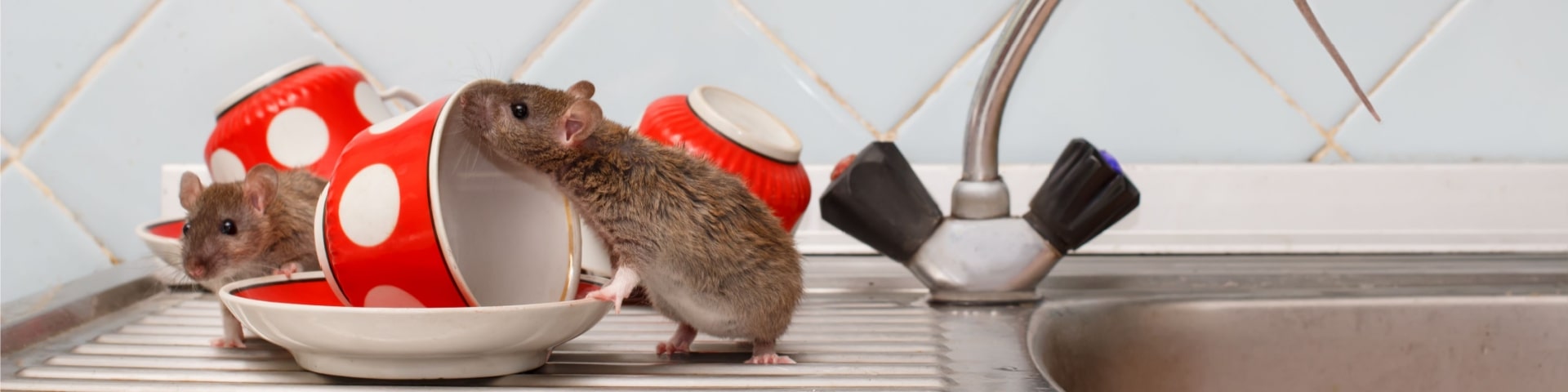 Rodent Control In Dallas Texas | Mouse & Rat Exterminator