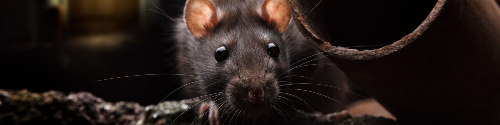 Rodent Control In Caddo Mills Texas | Mouse & Rat Exterminator