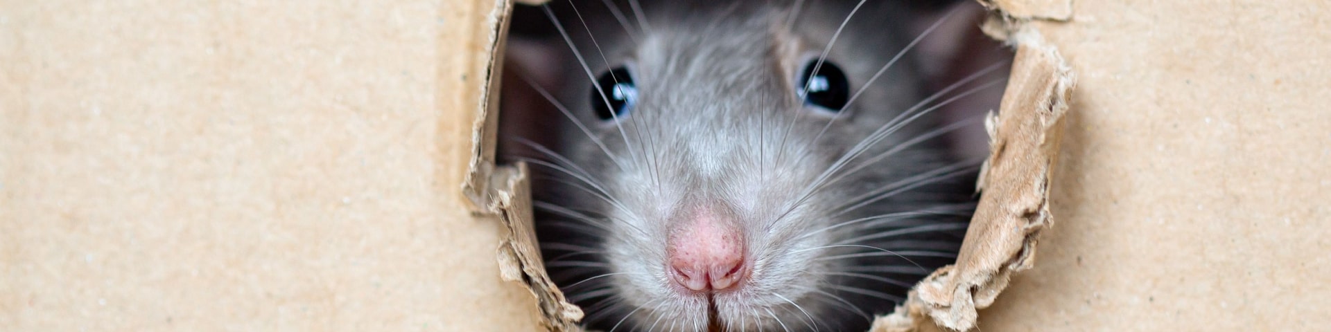 Rodent Control In North Charleston, South Carolina | Mouse & Rat ...