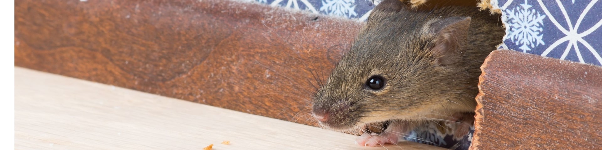 Rodent Control In Simpsonville, South Carolina | Mouse & Rat Exterminator