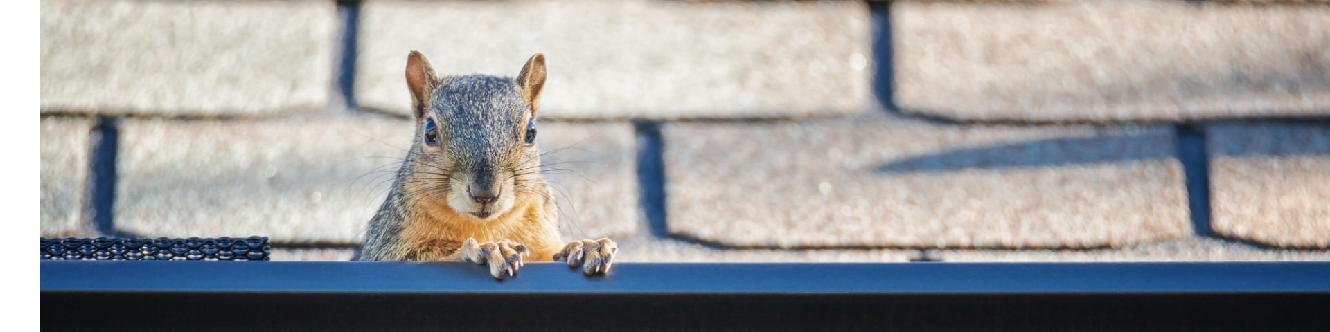 Squirrel Control In Blythewood, South Carolina | Humane Squirrel Trapping