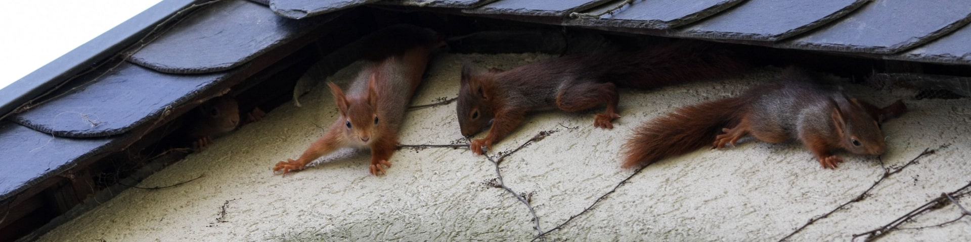 Squirrel Control In Mesquite, Texas | Humane Squirrel Trapping
