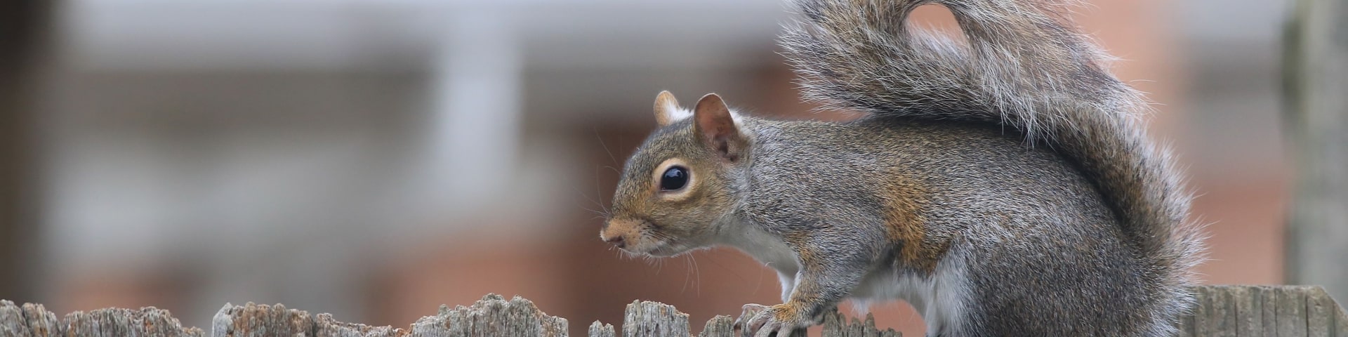 Squirrel Control In Garland, Texas | Humane Squirrel Trapping
