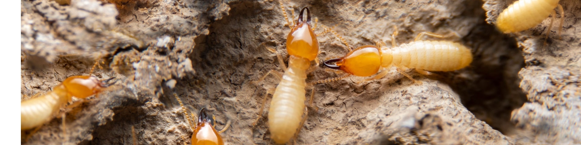 Termite Control In Duncan, South Carolina | Local Termite Inspection
