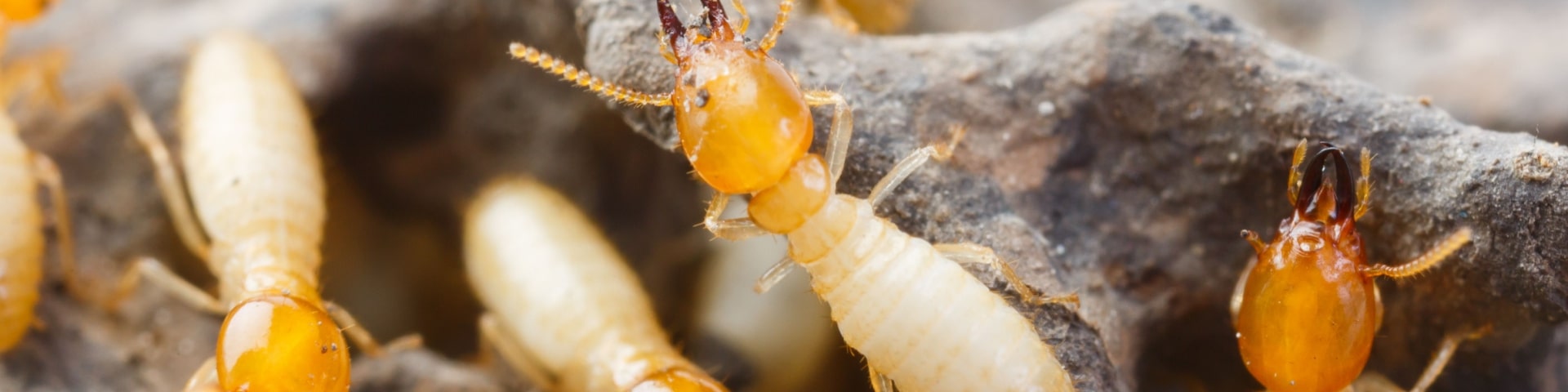 Termite Control In Norfolk, Virginia | Local Termite Inspection