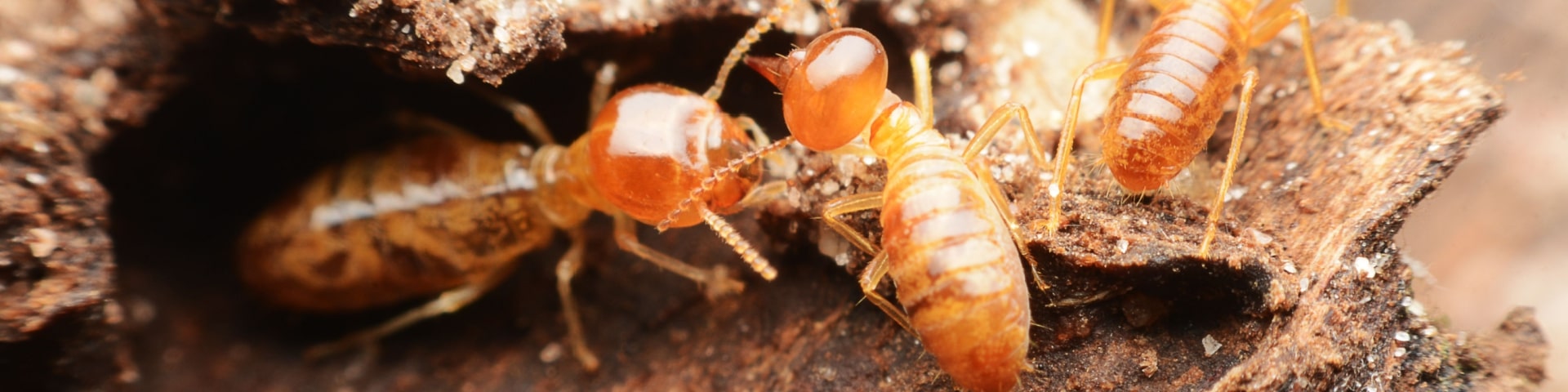 Termite Control In Desoto, Texas | Local Termite Inspection