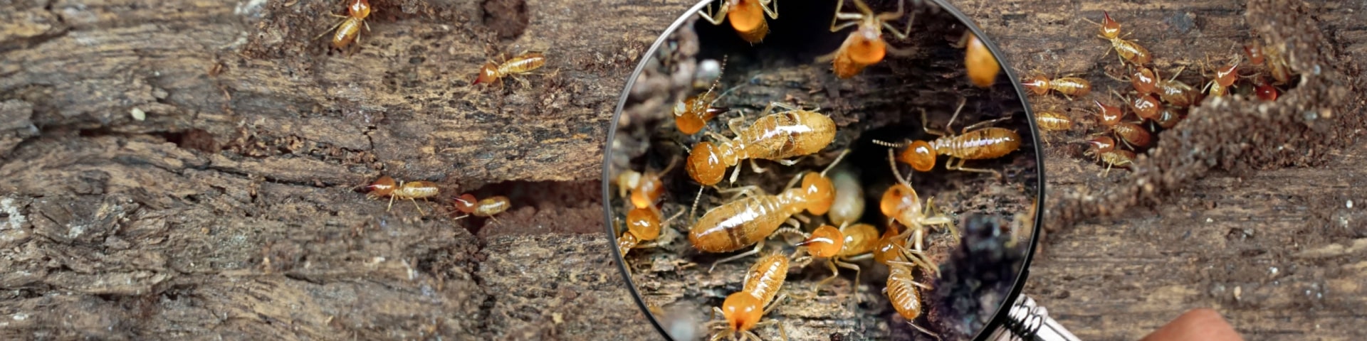 Termite Control In Irving, Texas | Local Termite Inspection