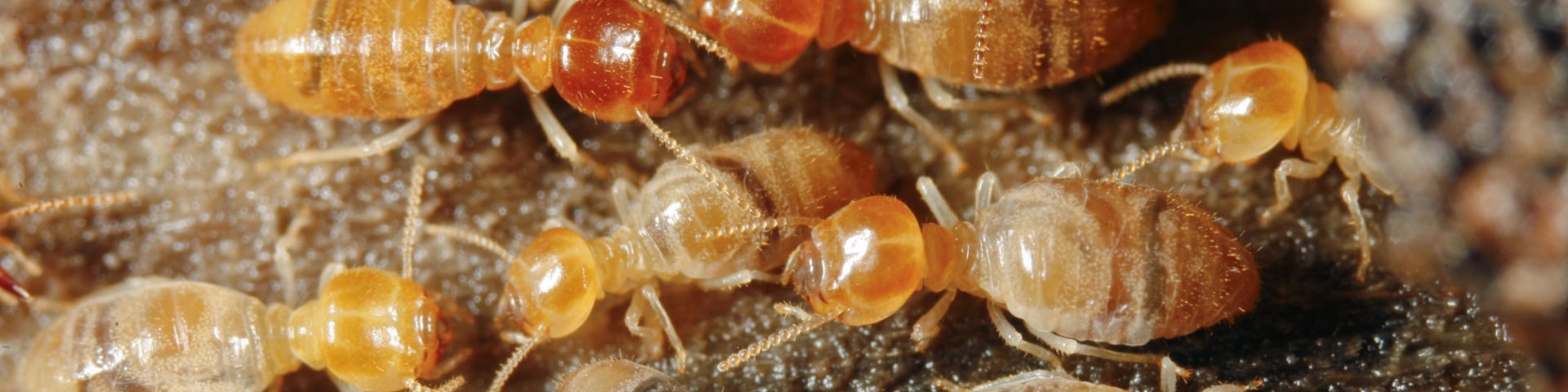 Termite Control In Rockwall, Texas | Local Termite Inspection