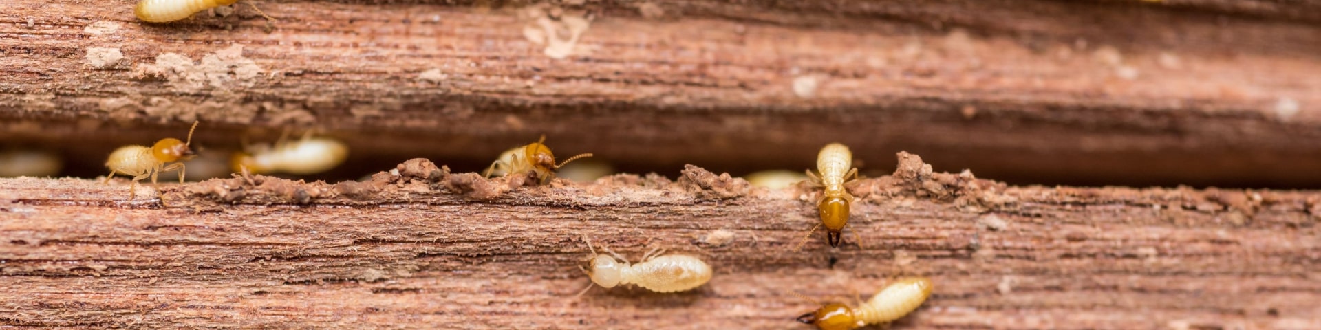 Termite Control In Sulphur Springs, Texas | Local Termite Inspection