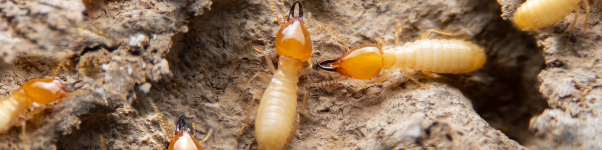 Termite Control In Lewisville, Texas | Local Termite Inspection