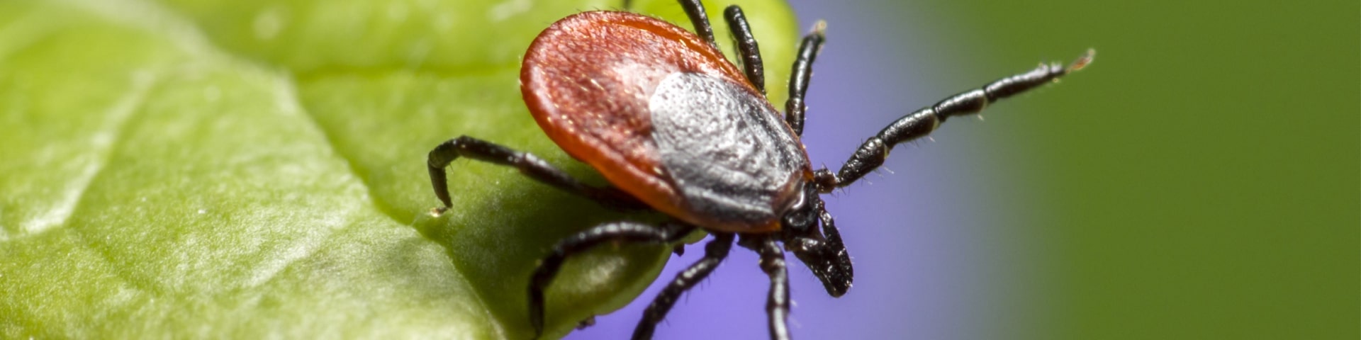 Tick & Flea Control In Arlington, Texas | Local Exterminator