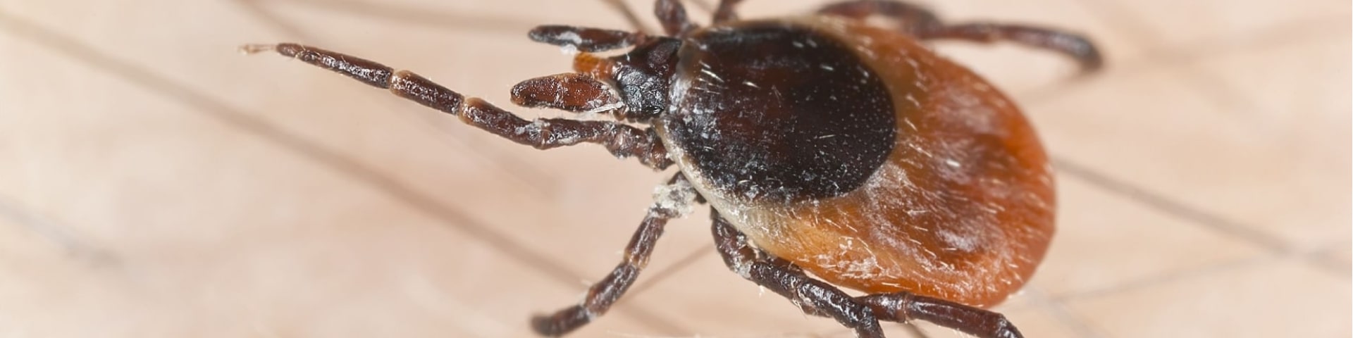 Tick & Flea Control In Duncanville Texas | Local Exterminator