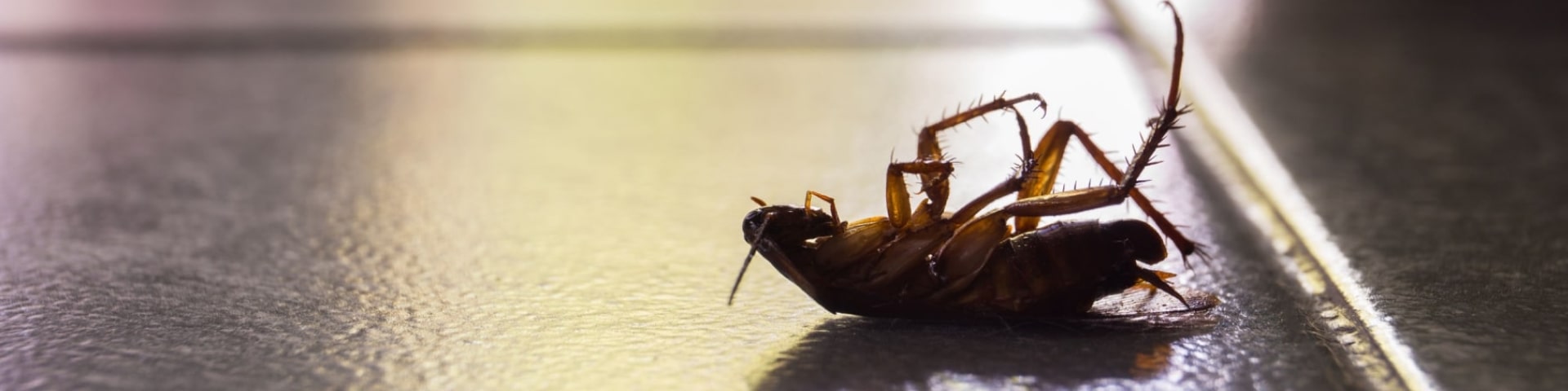 Cockroach Control In Emory, TX | Local Roach Exterminator